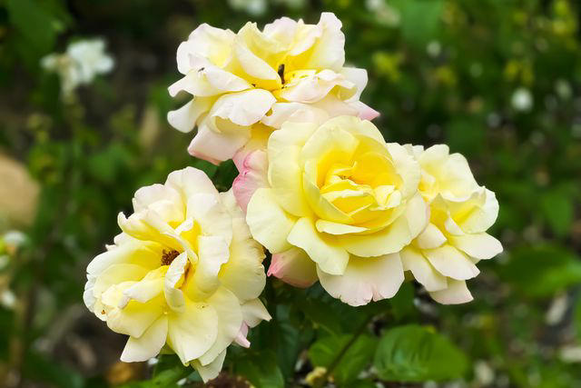 When to Cut Back Roses for Beautiful Blooms Every Year, According to ...