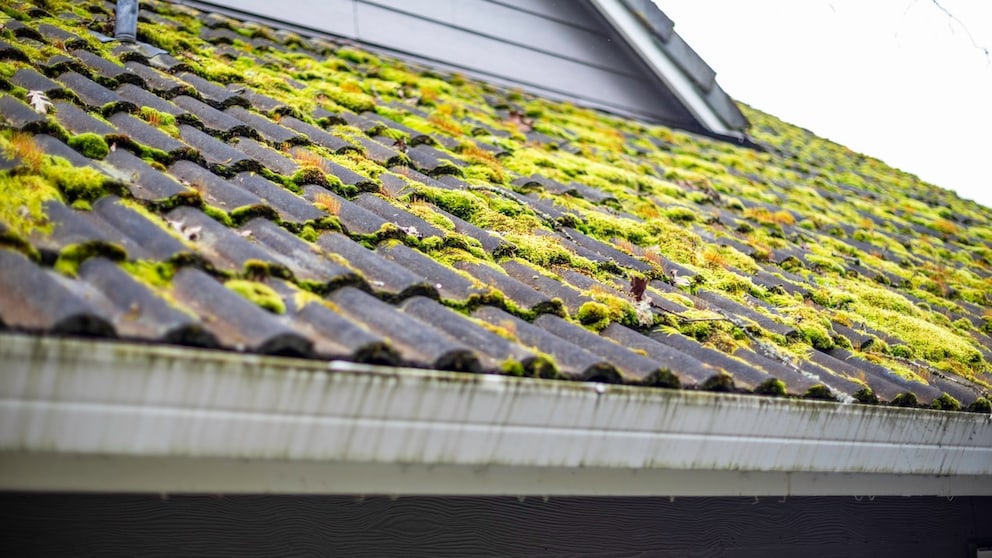 Wann man Moos auf dem Dach entfernen sollte