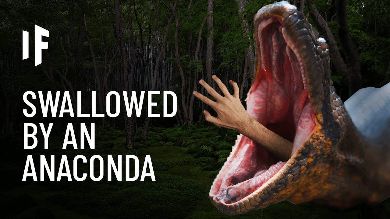 Swallowed by an Anaconda: What Happens Inside the Snake?