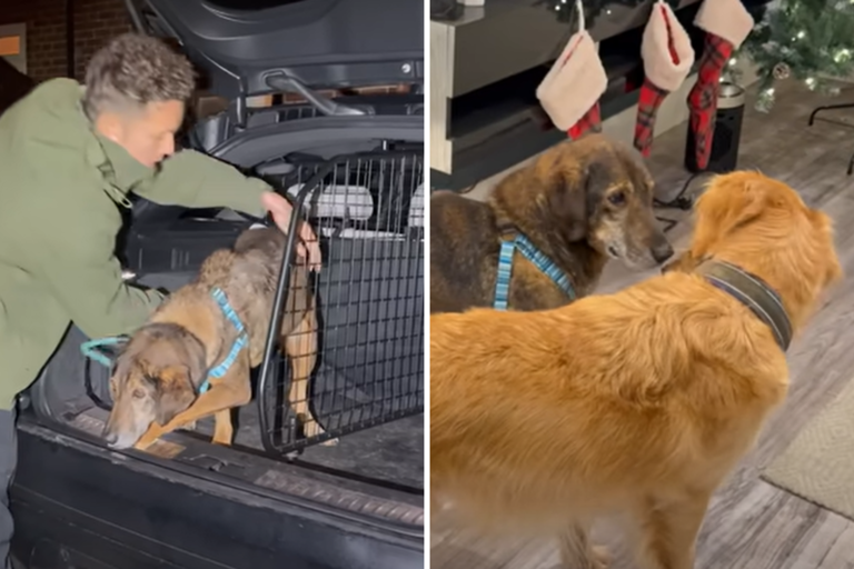 Hearts Break as 'Terrified' Rescue Dog Adjusts to First Home in Years