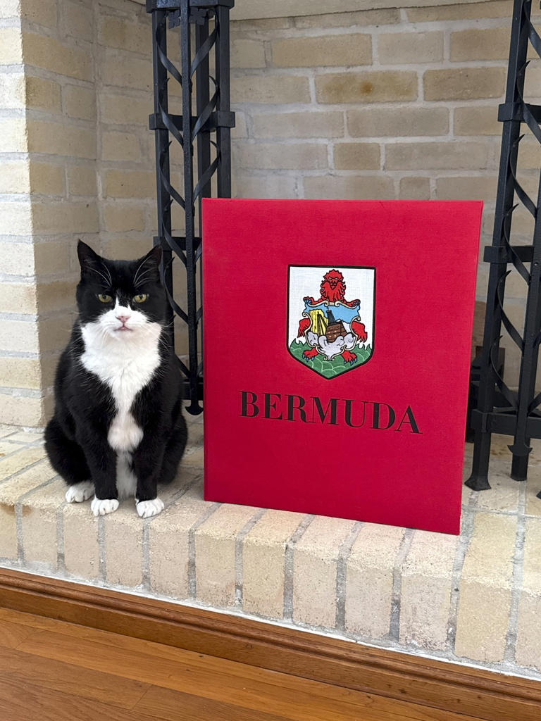 It's the 'purr-fect' job. Britain's top feline diplomat comes out of ...