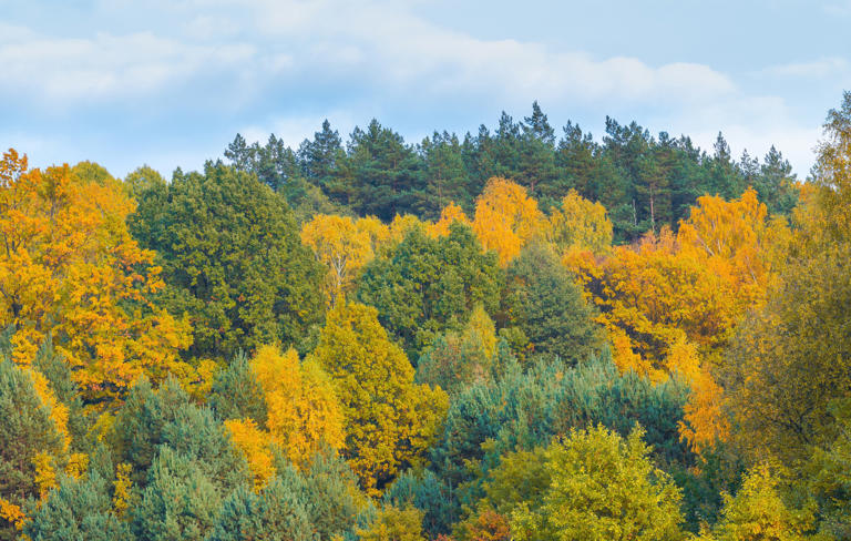 New York State launches new tools for statewide tree planting progress