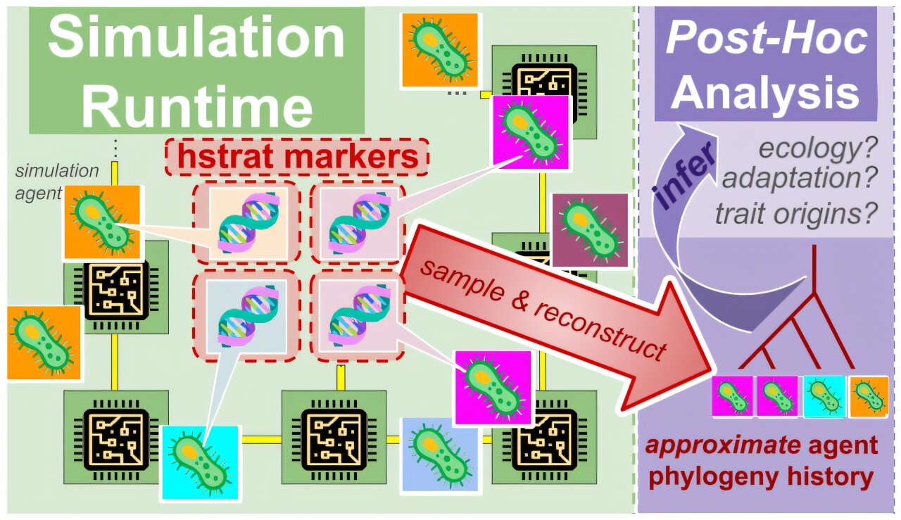 Supercomputer simulation shows why beneficial mutations rarely lead to ...