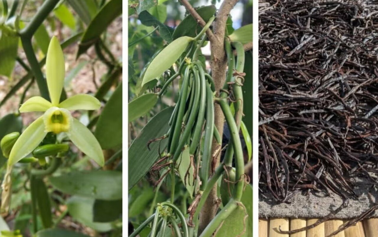 Vanilla farmers balance crops and conservation with innovative game