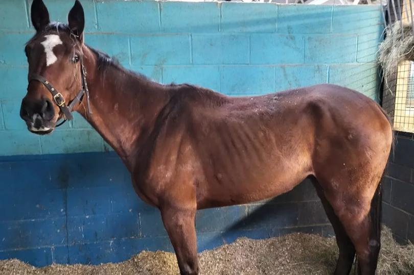Irish thoroughbreds among 'sick and weak' horses found in crammed lorry
