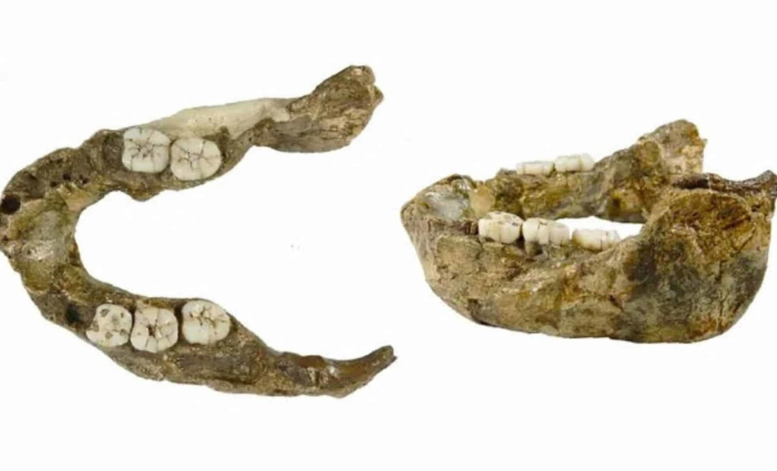 1.4-Million-Year-Old Jaw Reveals a Previously Unknown Human Relative