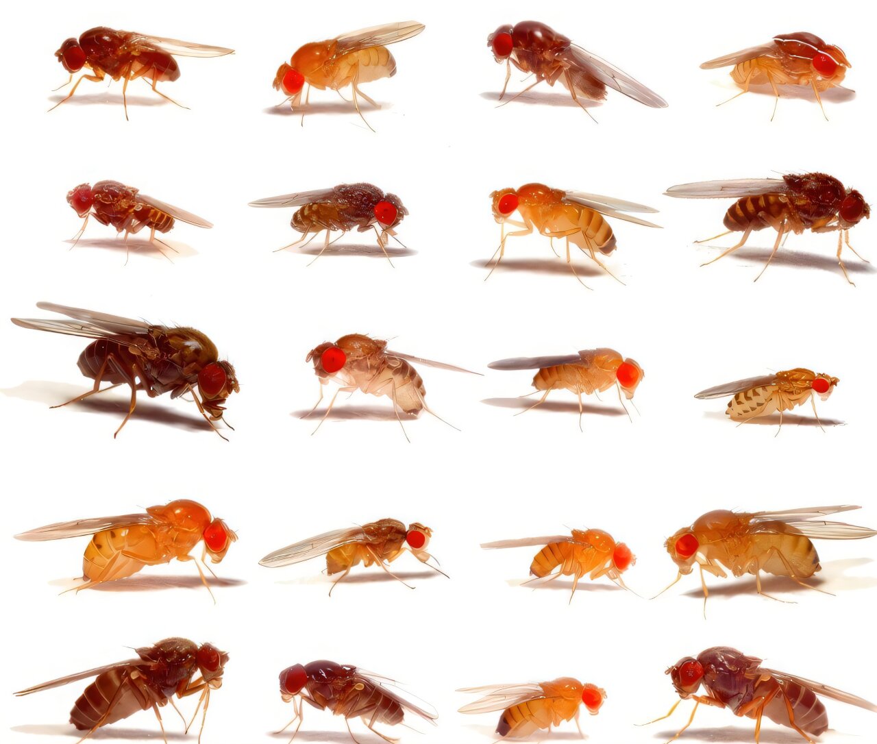 Study shows some fruit fly species are susceptible to broad range of ...