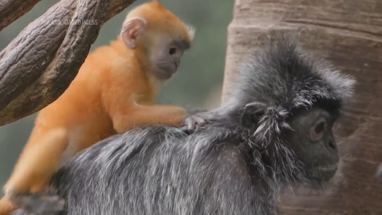 A rare baby silvered langur makes its debut at the Bronx Zoo