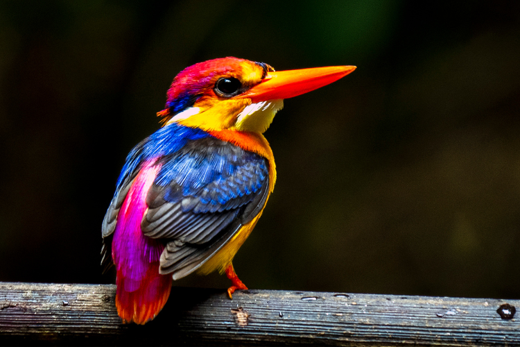 16 Stunning Birds That Put Nature’s Majesty on Display