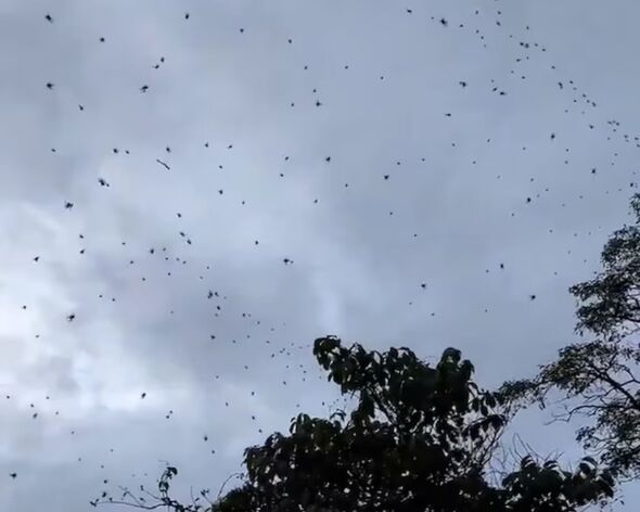 Rare 'spider rain' phenomenon goes viral after locals in tiny town left ...