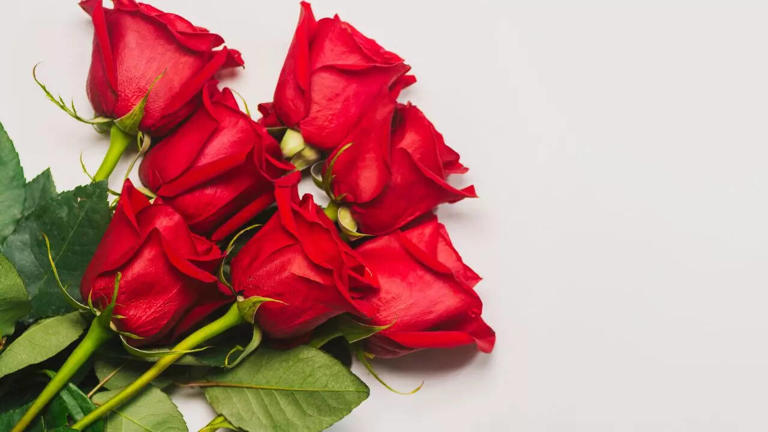 Happy Rose Day 2025: Discover the hidden meaning behind your Valentine ...