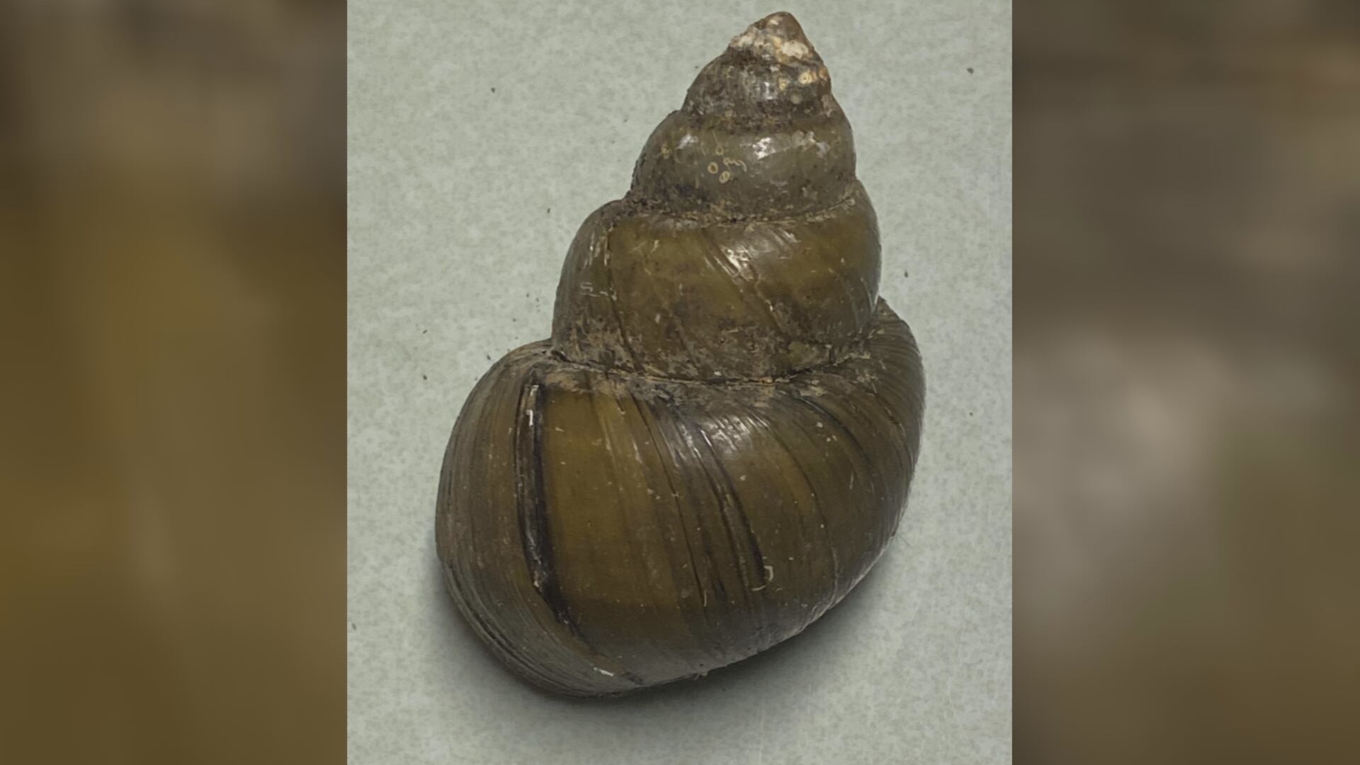 Ga. DNR finds invasive snails can harm environment and your health in SWGA