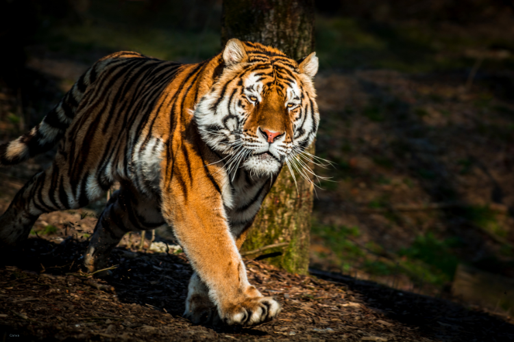 10 Invincible Animals That Have No Fear of Predators