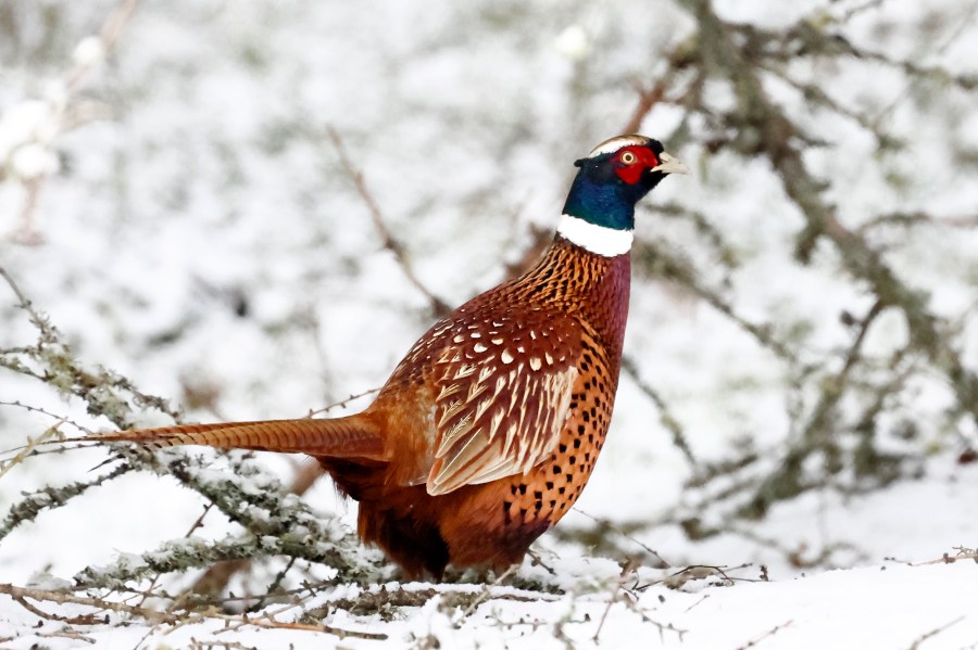 Pennsylvania Game Commission releasing pheasants