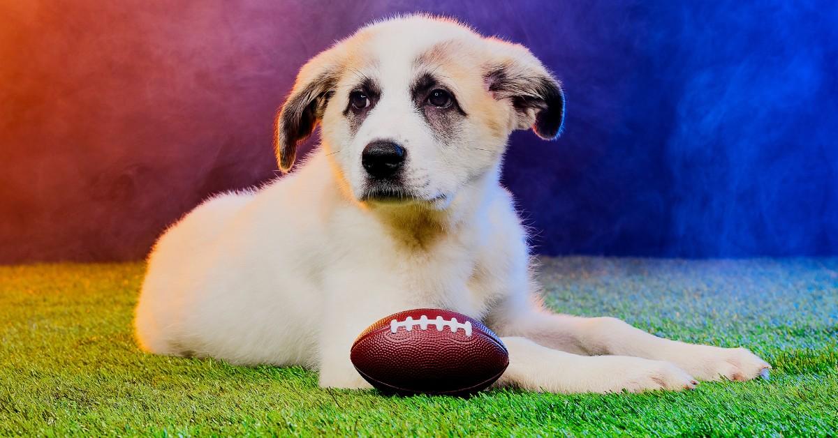 The Puppy Bowl 2025 Lineup Has Been Released