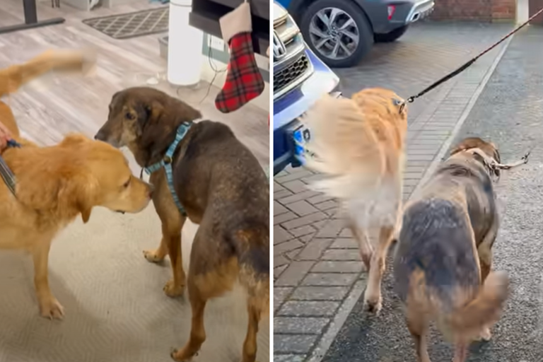 Hearts Break as 'Terrified' Rescue Dog Adjusts to First Home in Years