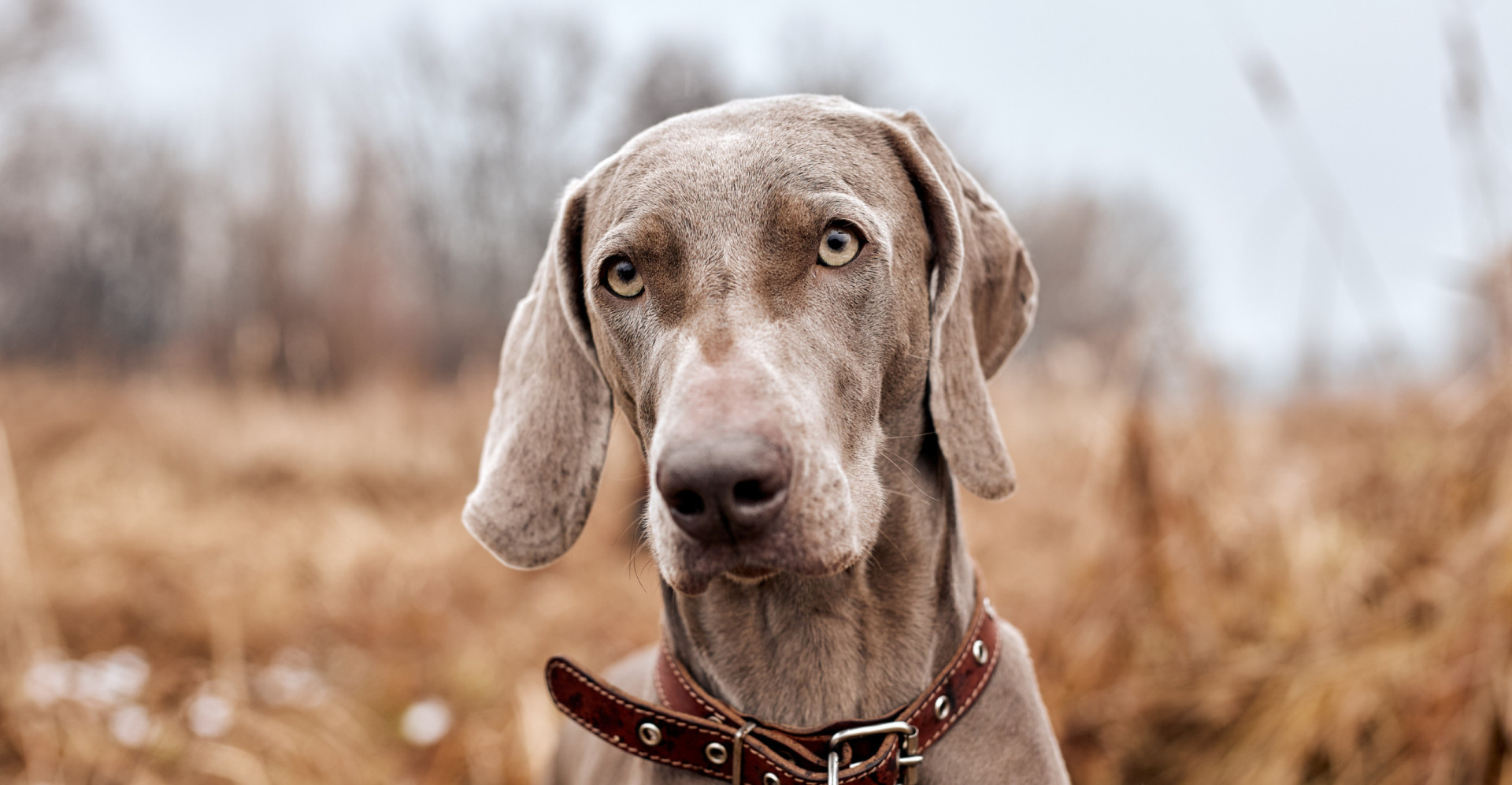 Dog breeds that may not fit your lifestyle
