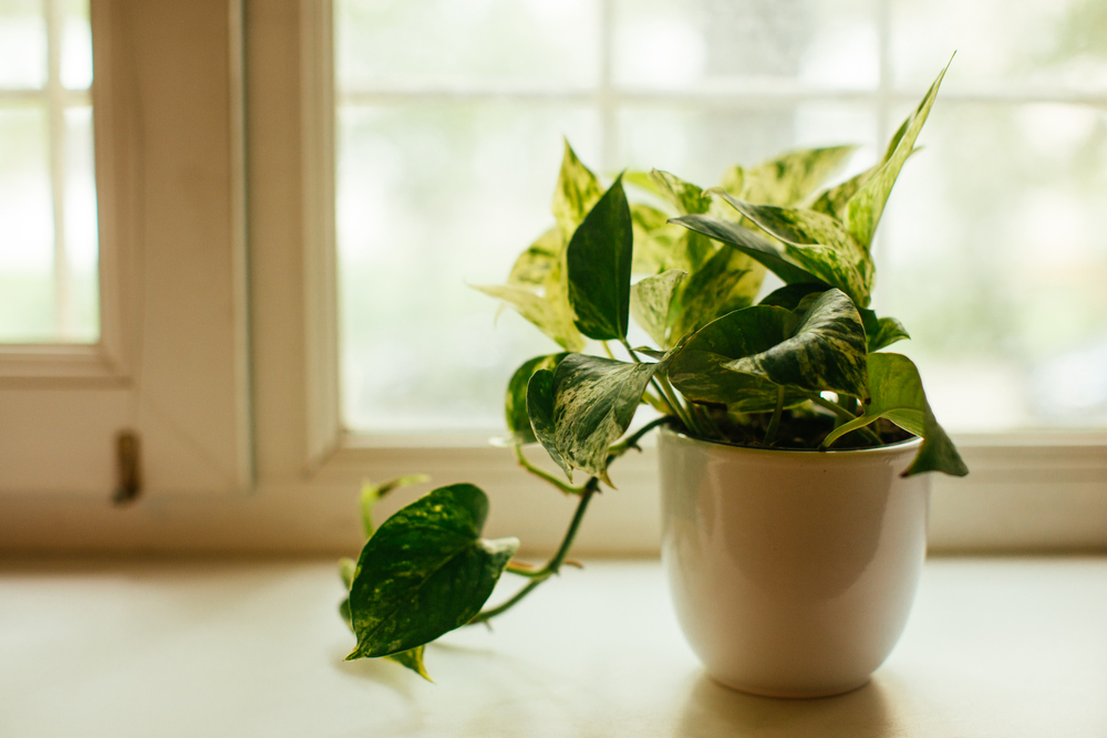 Photos of best plants for your bedroom