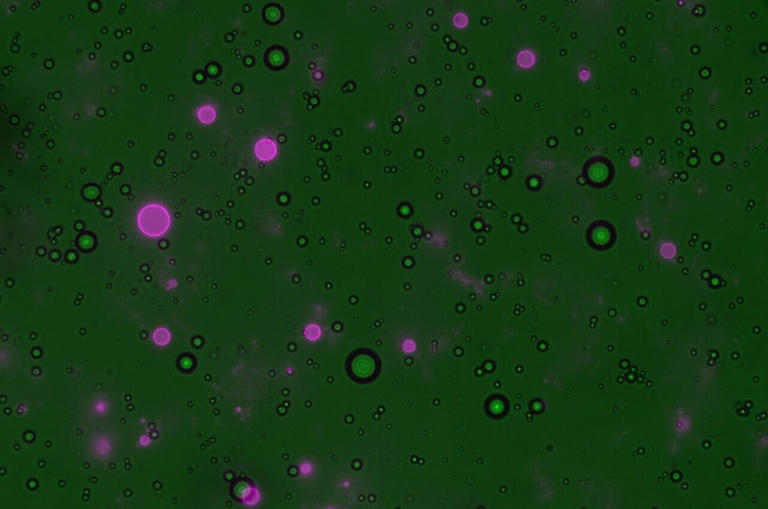 How life's building blocks took shape on early Earth: The limits of ...