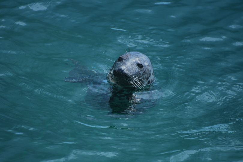 'Real treat' as seal spotted munching an enormous fish near Surrey ...