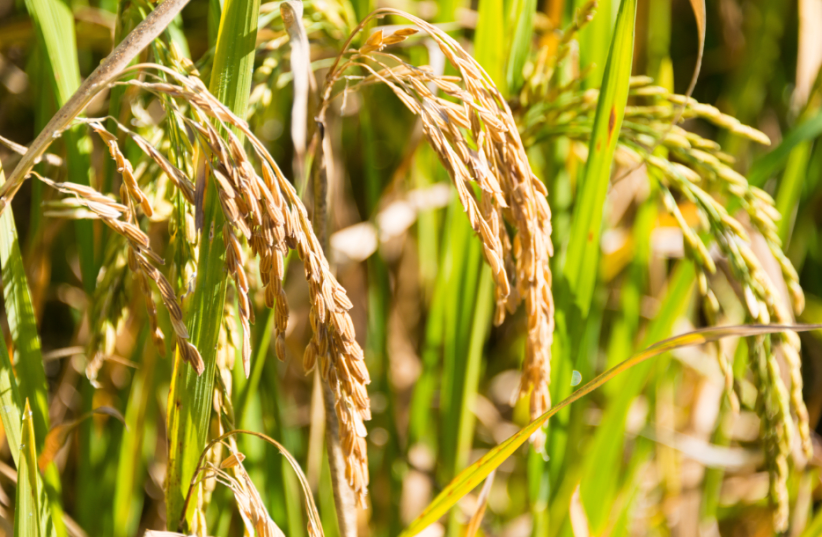 Scientists designed a hybrid type of rice to reduce methane emissions