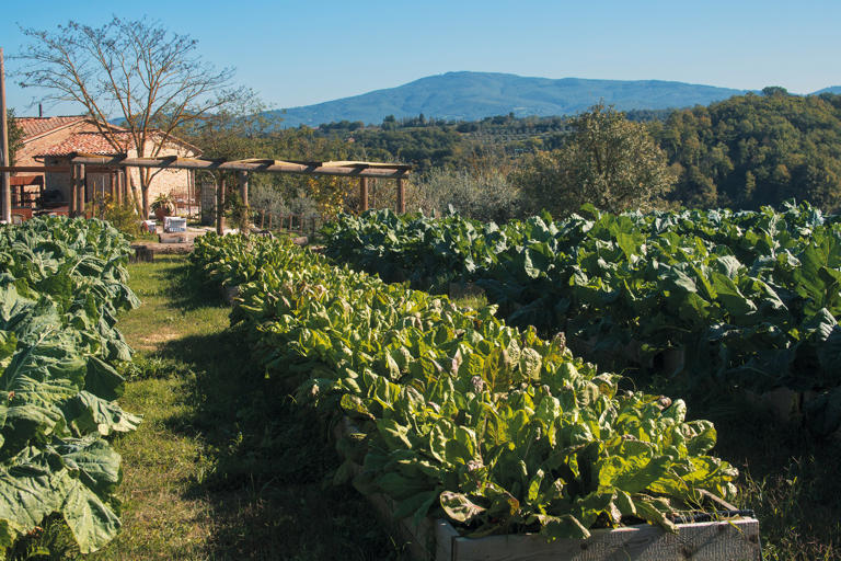 Inside Livia Firth's New Umbrian Farm
