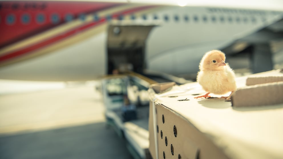 Wissen Sie, was ein „Chicken Check-in“ ist?