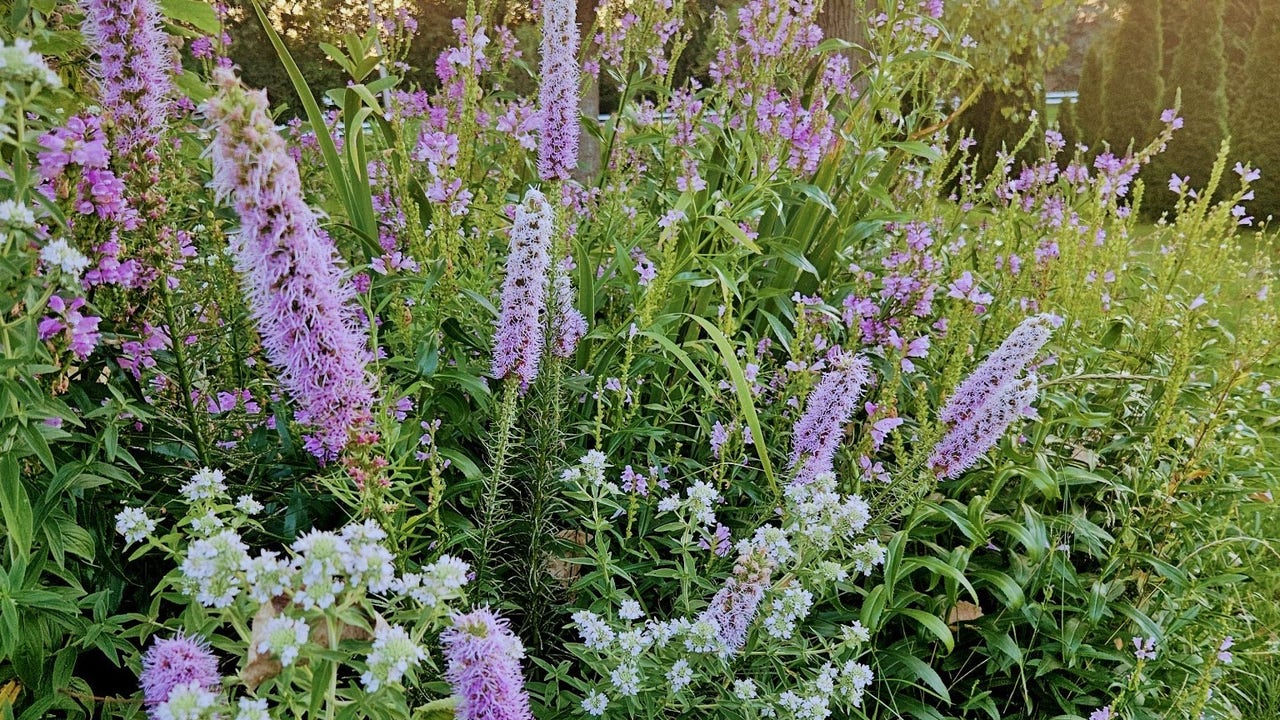 Native plant benefits: Learn about why you should add these plants to ...