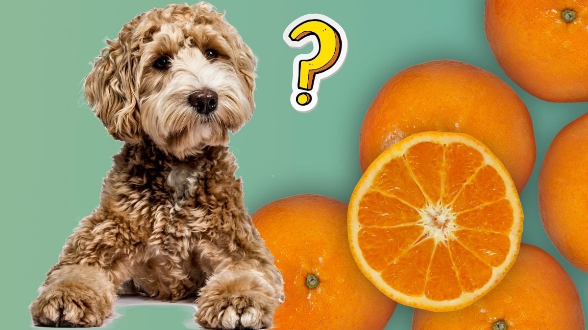 This Dog’s Reaction to Tasting an Orange Is Priceless! 🍊 + 3 Recipes ...