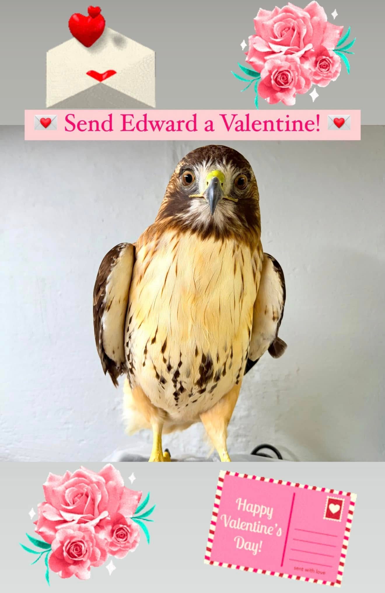 Will you be my Valentine? Edward, the red-tailed hawk, wants to know