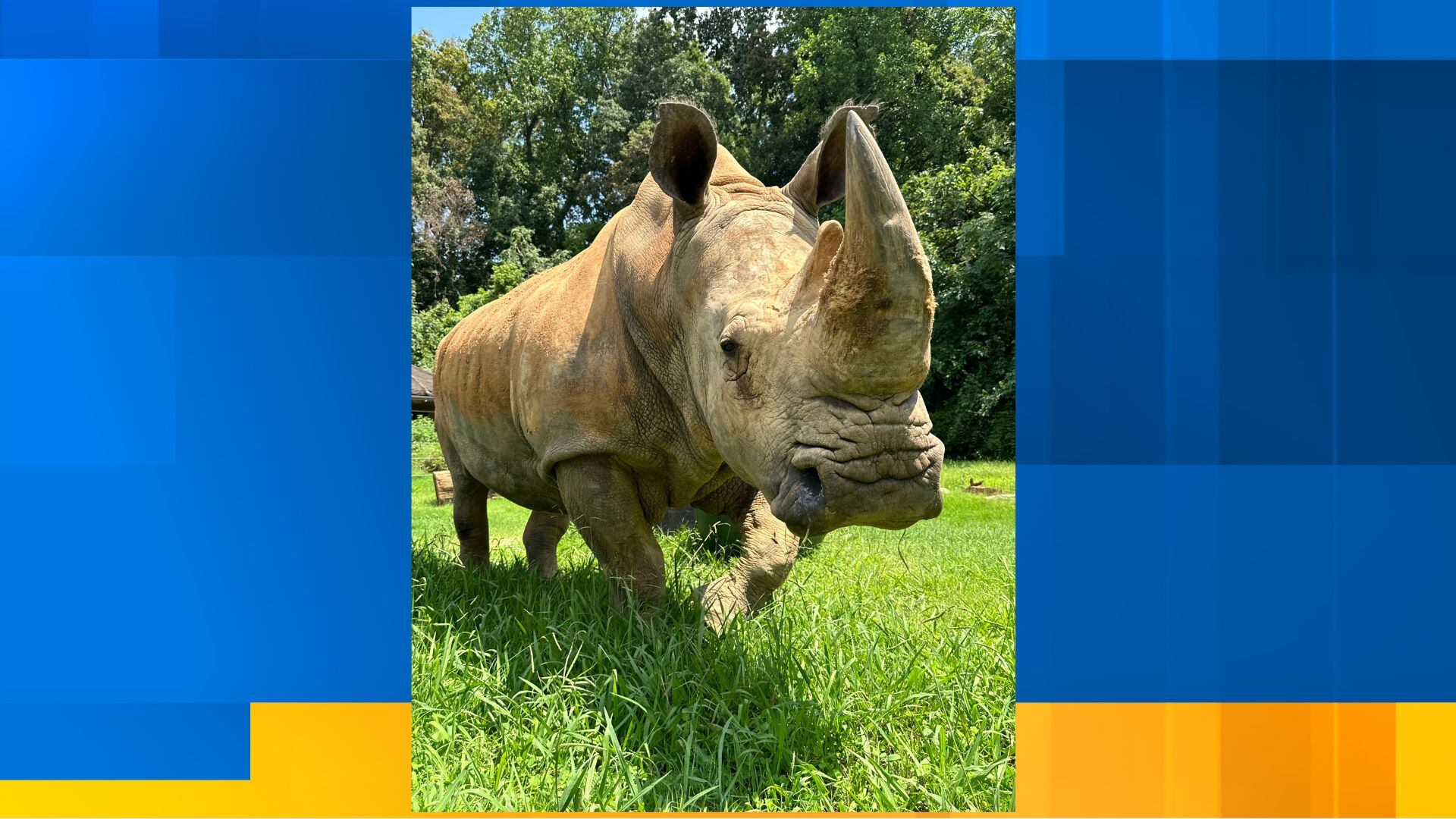 Zoo Knoxville mourns the loss of Dolly the rhinoceros