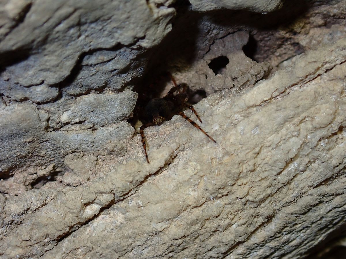 Shy Cave Spiders Turned Into "Zombies" By Behavior-Changing Fungus