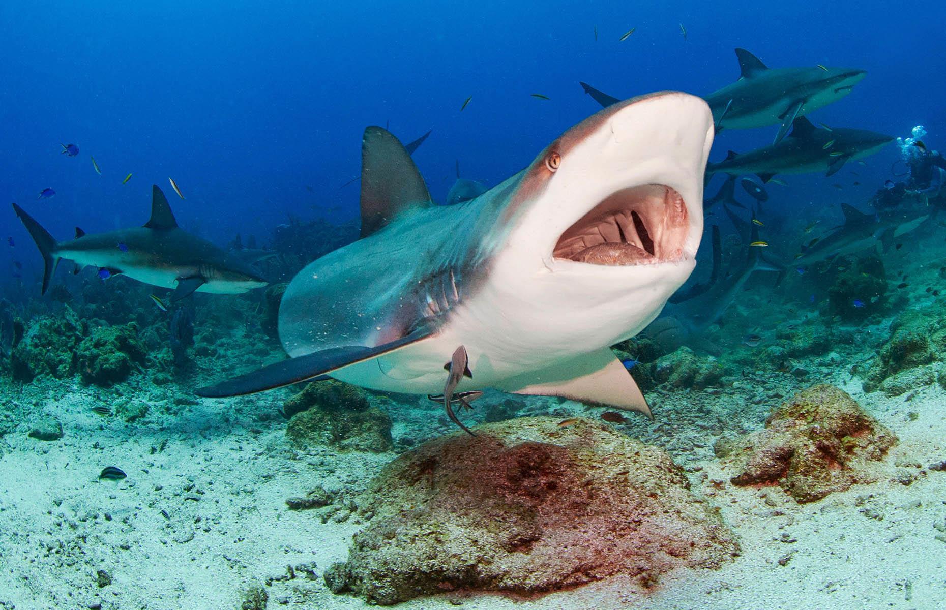 30 animales aterradores que en realidad son completamente inofensivos