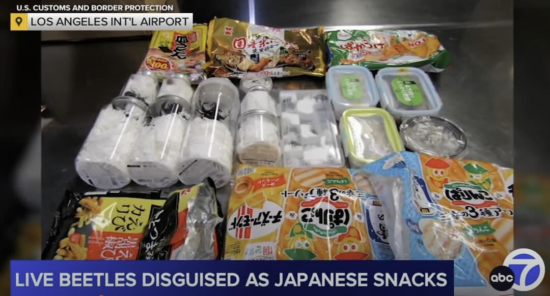 LAX Customs officers intercept 37 giant, live beetles disguised as snacks