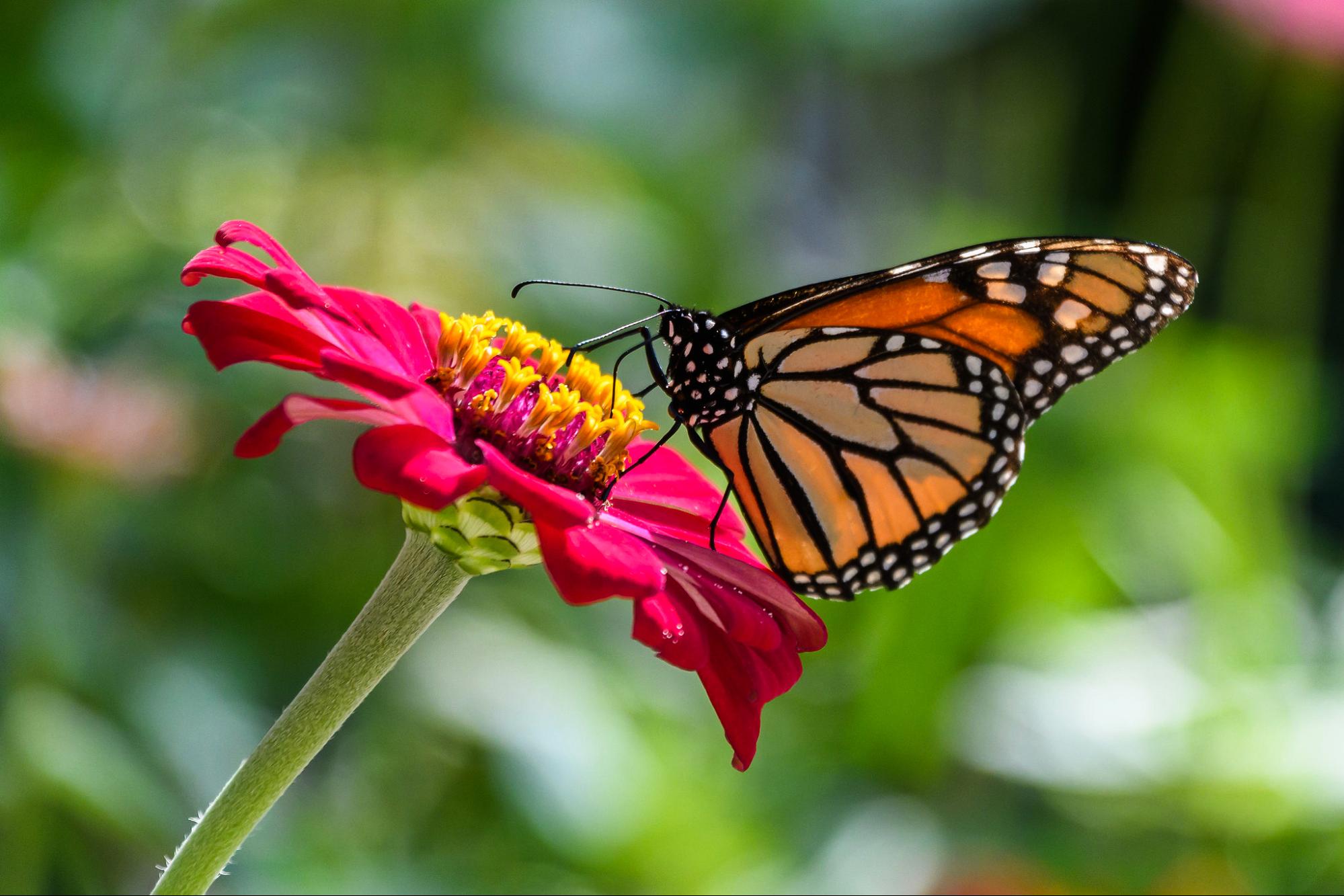 Number of Monarch Butterflies Wintering in US West Plummets: Report