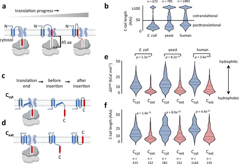 The short and long of protein tails: How they aid membrane insertion ...