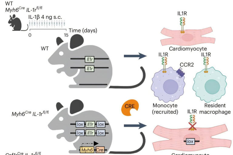 Chronic inflammation's connection to atrial fibrillation points to IL-1β as a promising ...