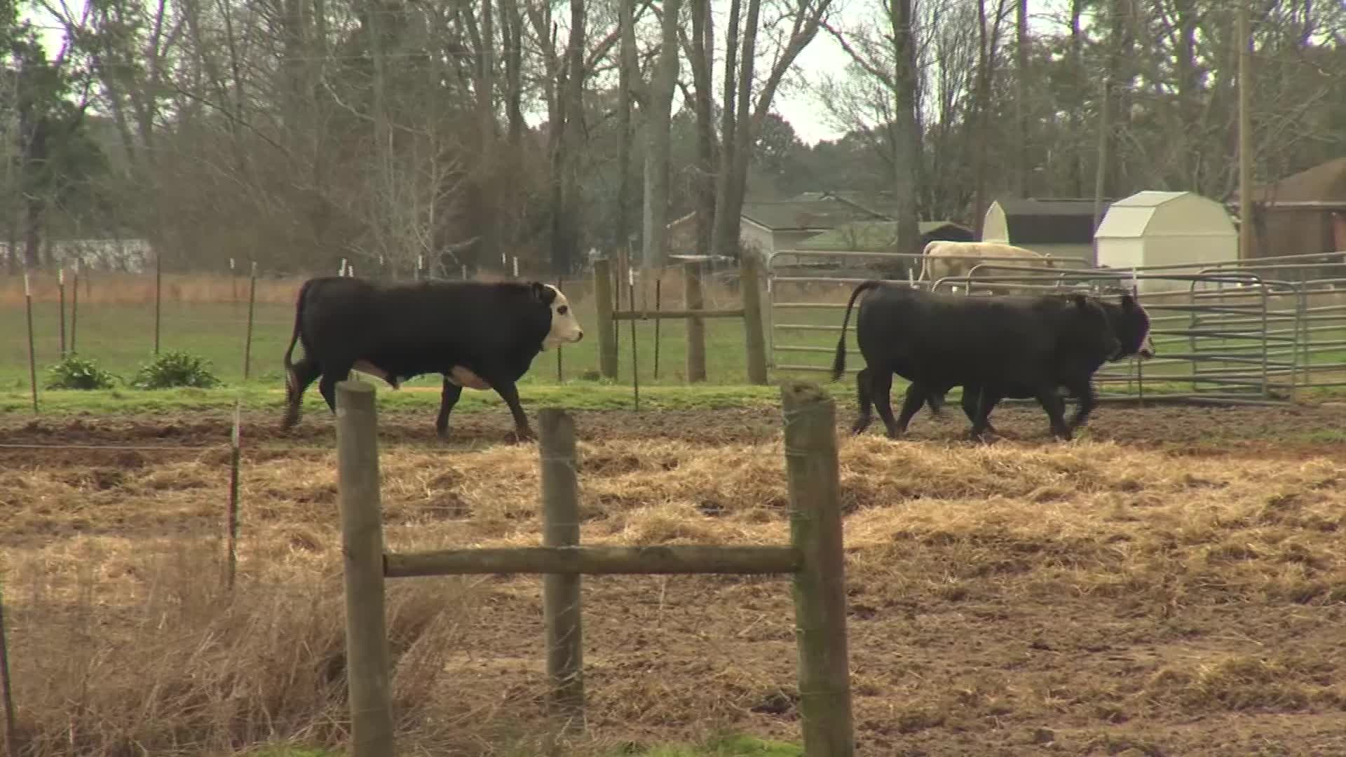 Largest meat processing plant, retail market in Alabama opens in Atmore