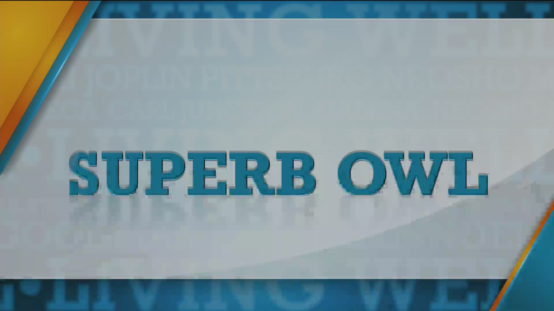 Don't Miss the Superb Owl on Saturday