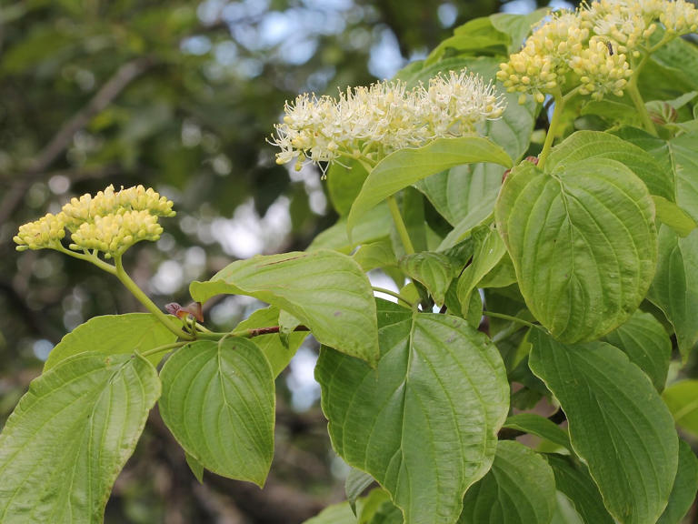 10 Types of Dogwood Trees to Beautify Your Yard Year-Round