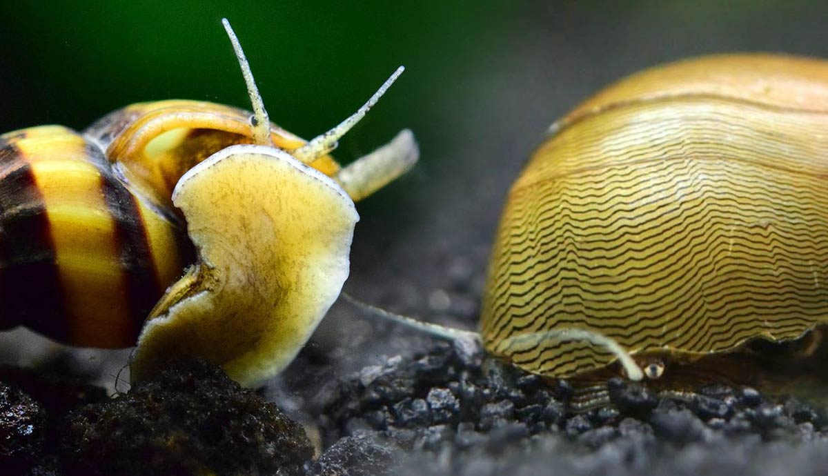 5 Best Snails for Your Freshwater Fish Tank