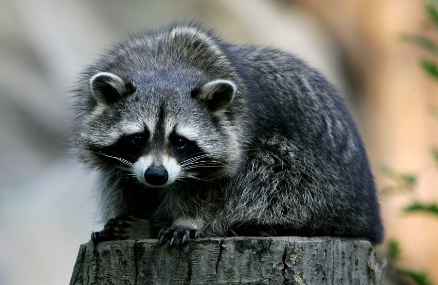 Is it legal to own a pet raccoon in Missouri?