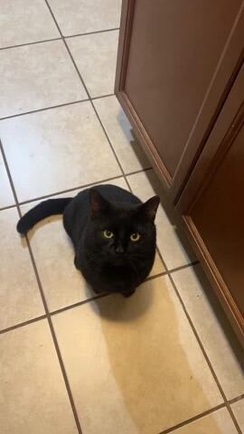 Emerging scam targets Andover family searching for missing cat