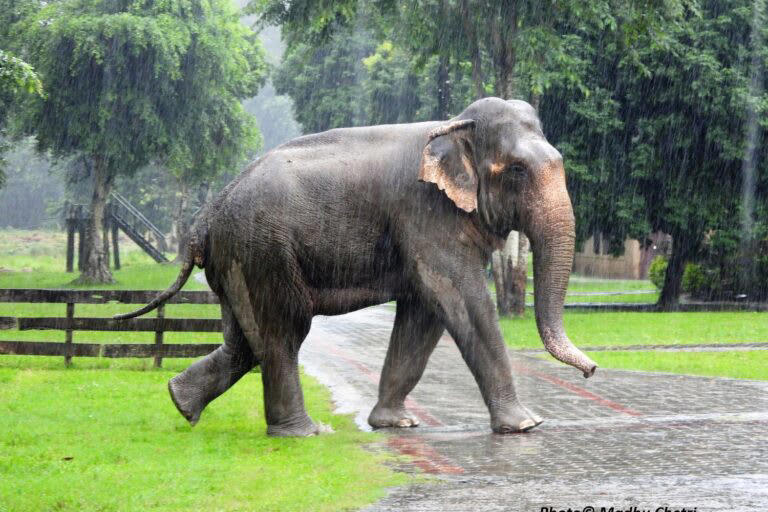 In Nepal’s Chitwan, elephant’s shooting, death raises eyebrows