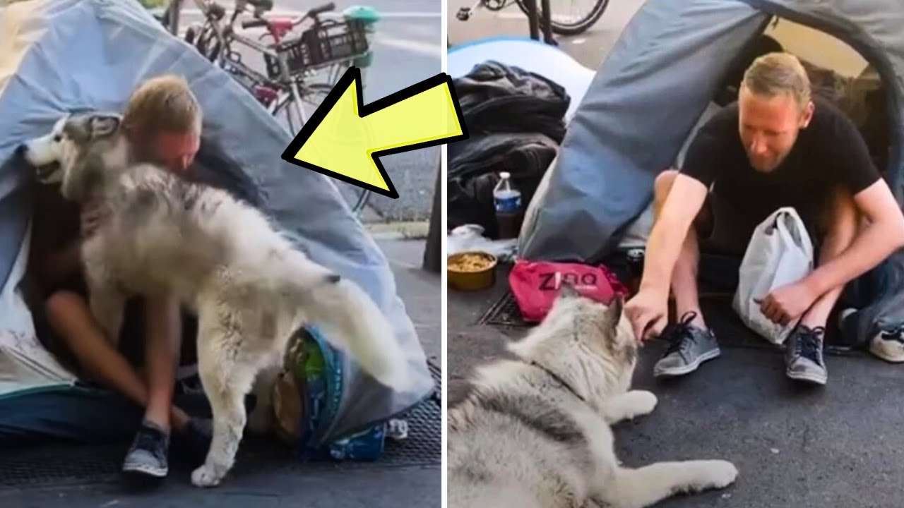 Adorable Husky Befriends a Homeless Man – Not Knowing It Will Change ...
