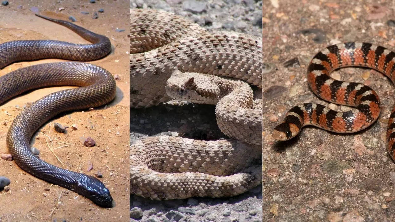 10 snakes that live in deserts from Inland Taipan to Rattlesnakes