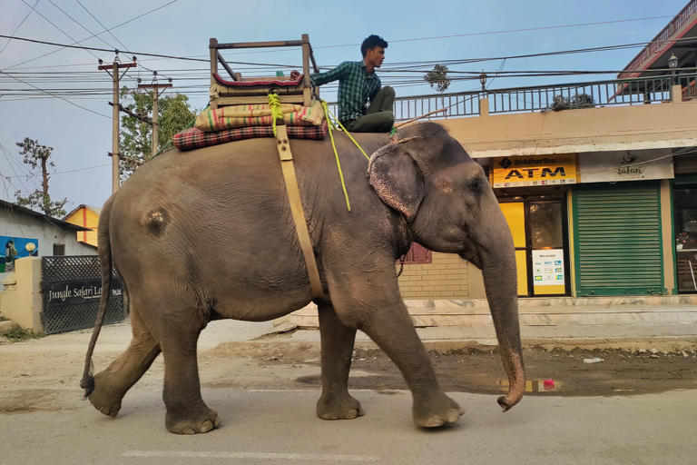 In Nepal’s Chitwan, elephant’s shooting, death raises eyebrows