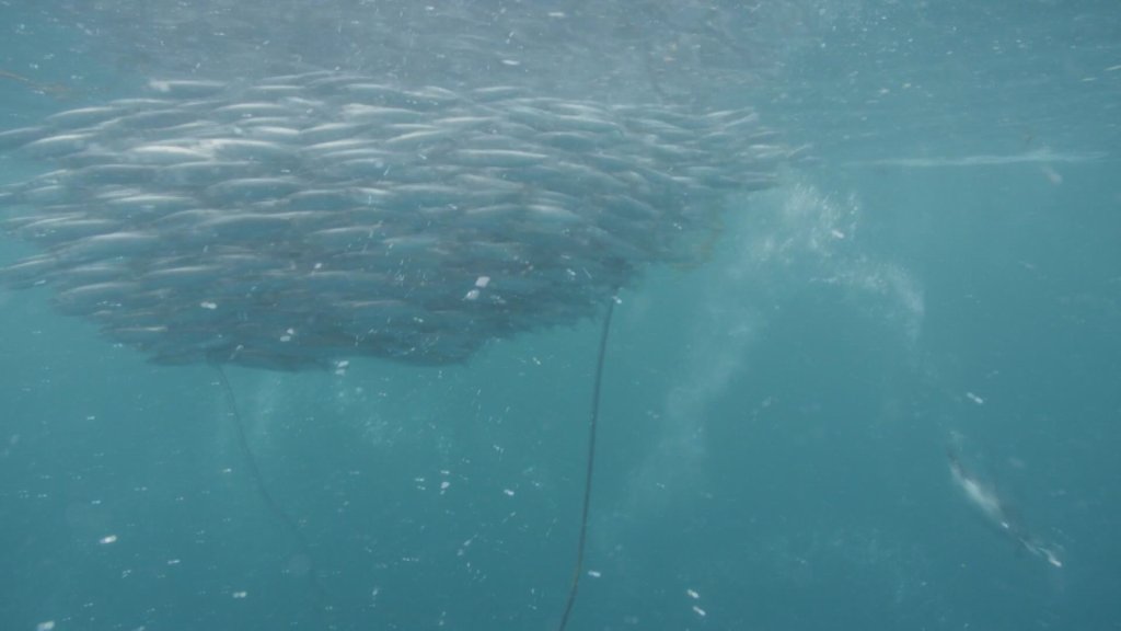 Critical B.C. herring being used for pet food say conservationists ...