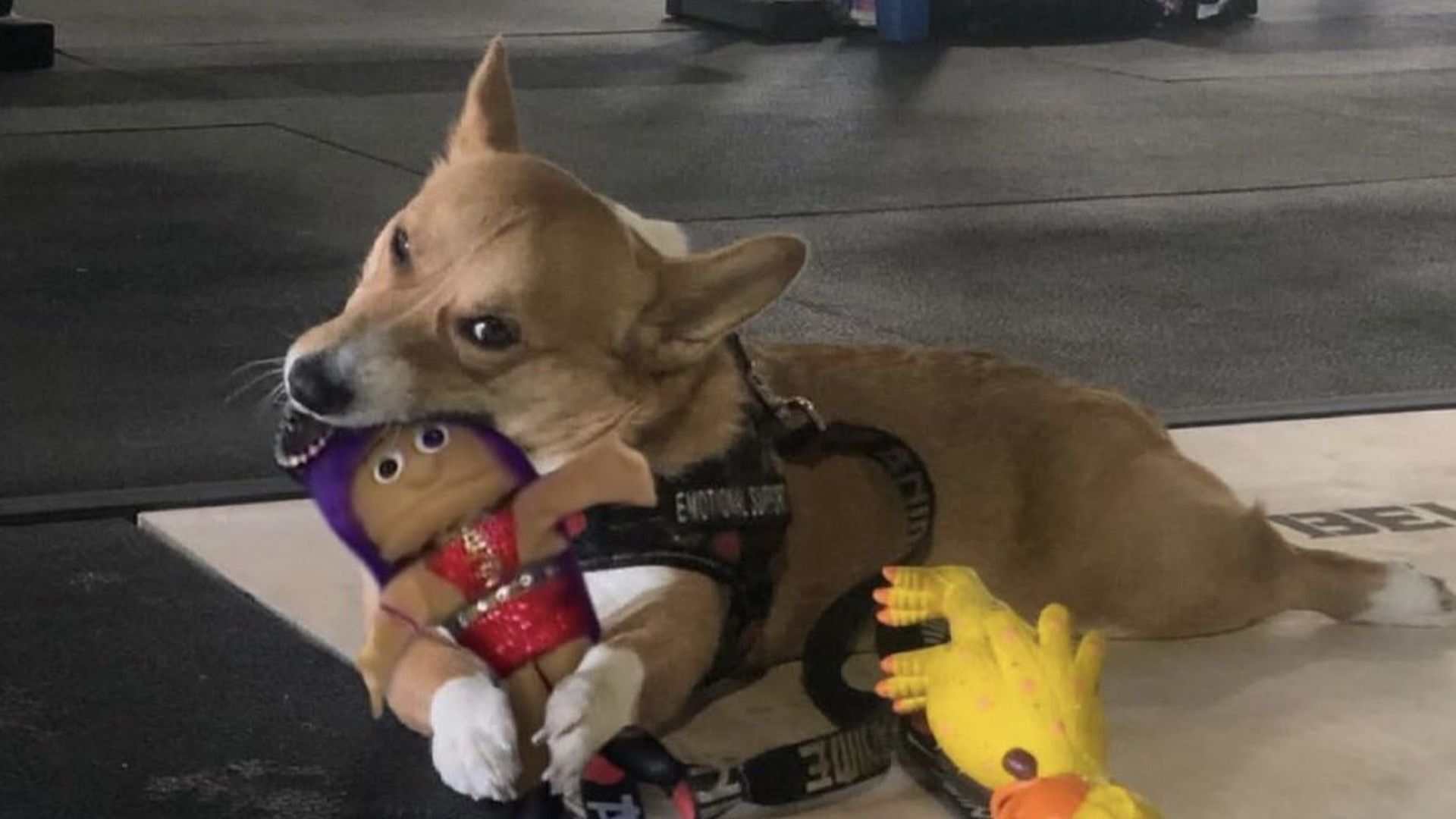 Mercedes Moné’s dog gets revenge on Harley Cameron’s puppet