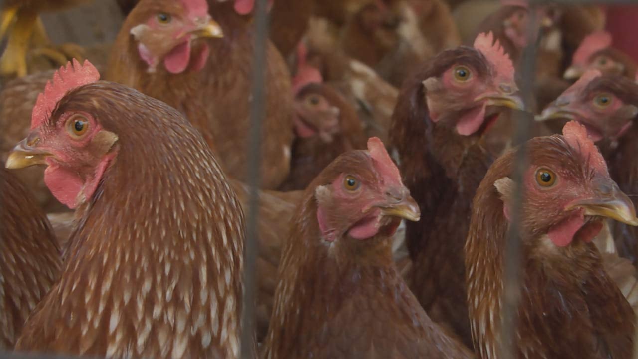 Michigan Department of Agriculture meets to discuss bird flu
